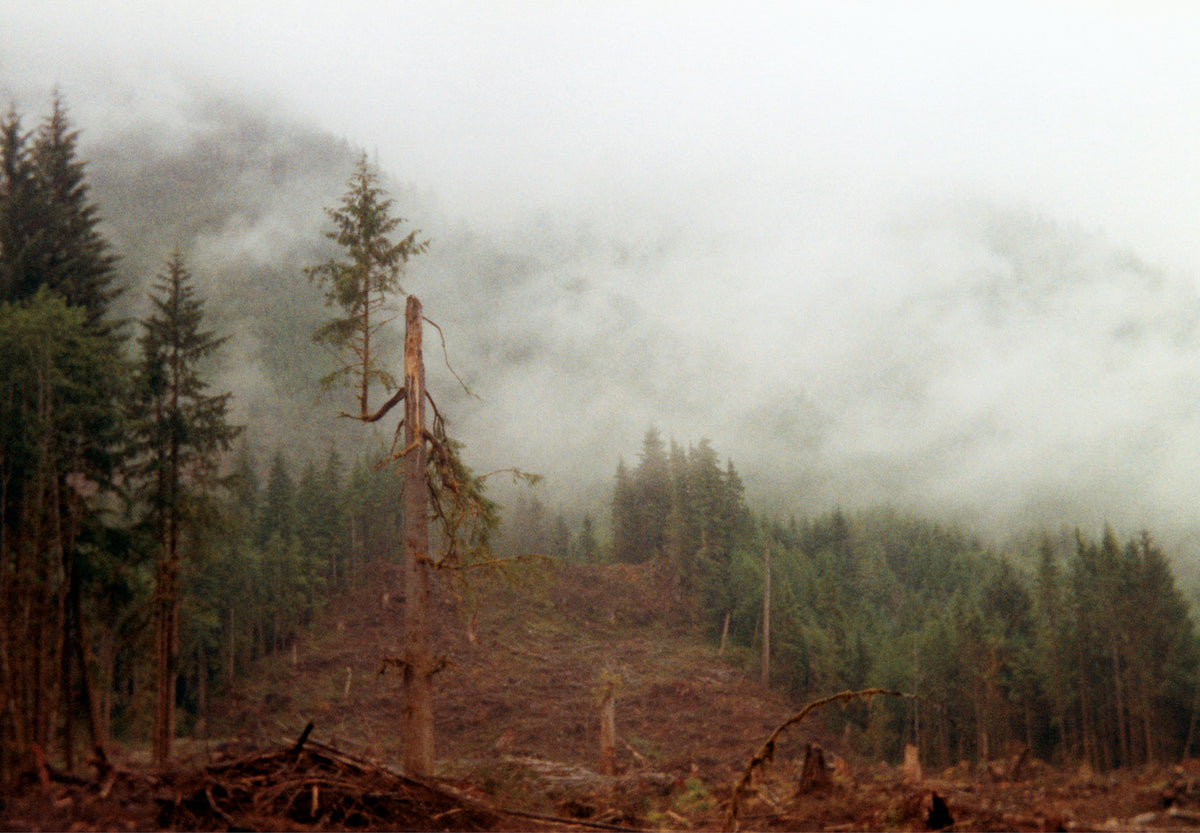 huge photo: Sappho, WA clearcut - 49" x 34" – P.W. Elverum & Sun
